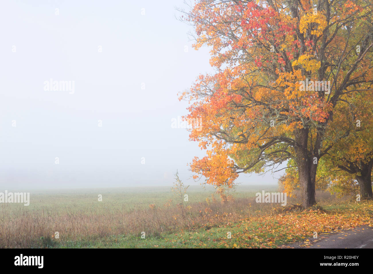 Field maple tree hi-res stock photography and images - Alamy