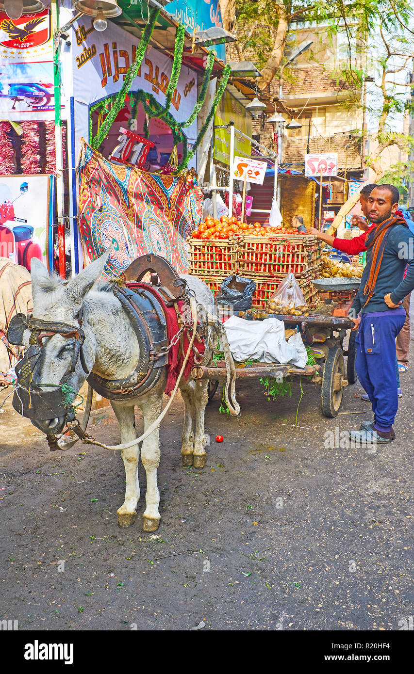 Donkey food hi-res stock photography and images - Alamy