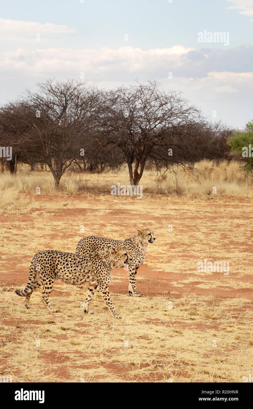 Cheetah Africa - two Cheetahs ( Acinonyx jubatus ), endangered species ...