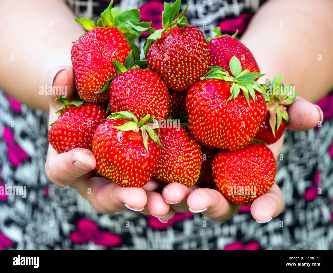 Large strawberries are held in female hands Stock Photo - Alamy