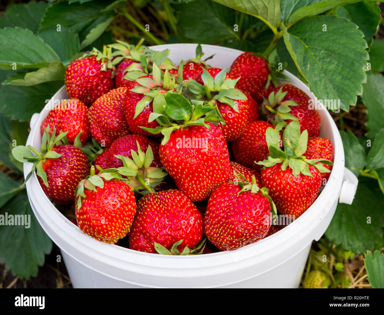 Large strawberries in a plastic bucket at the berry bush Stock Photo ...