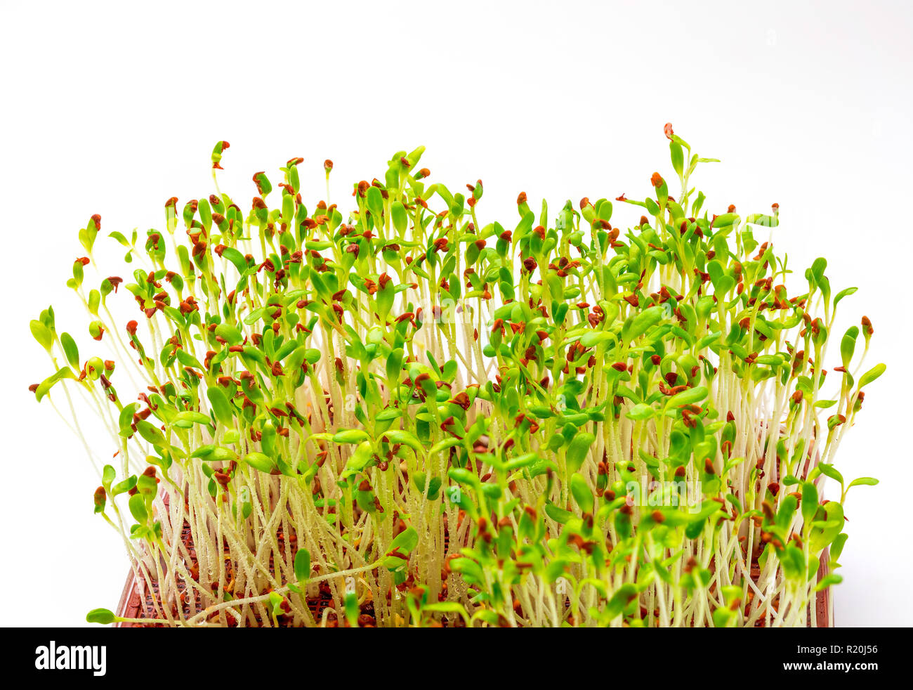 Germinated fresh and raw alfalfa sprouts. Close-up isolated on white ...