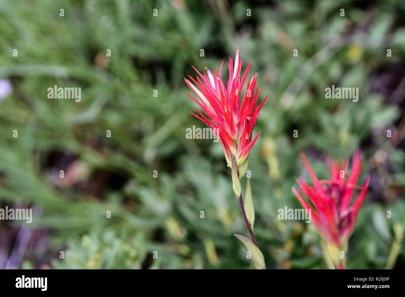 Close up of Indian paintbrush (Castilleja) wildflower blooming in ...