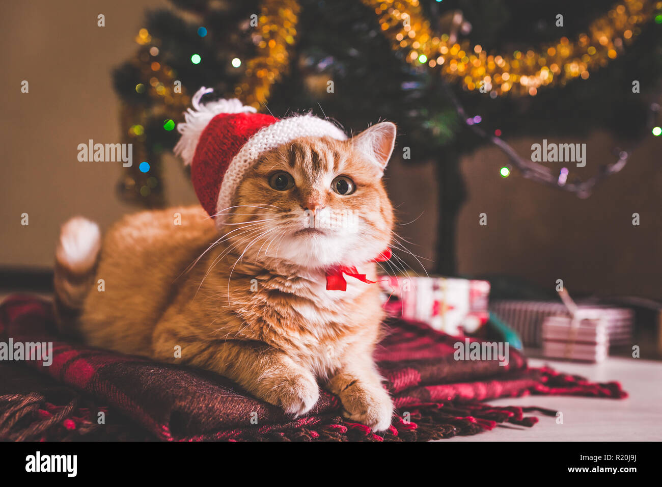 Red cat wears Santa's hat lying under Christmas tree. Christmas and New ...