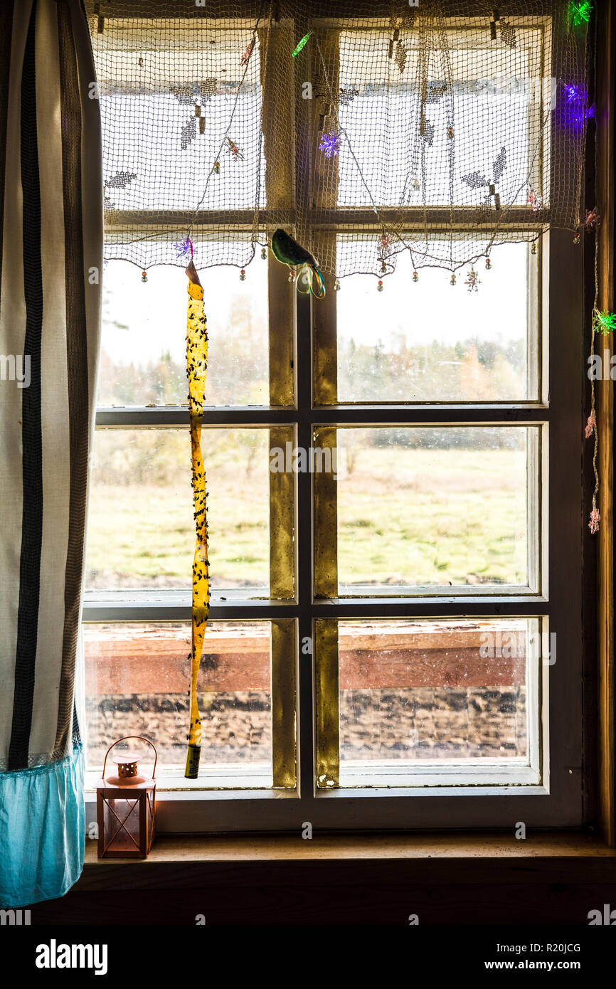 Wide view of country house home window with hanging flypaper with a lot ...