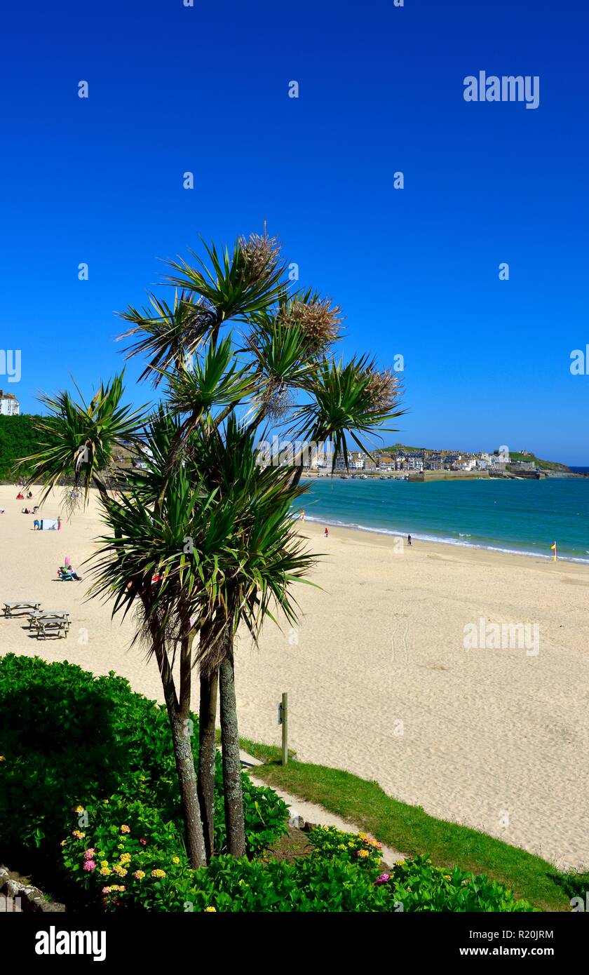 Cornwall palm trees hi-res stock photography and images - Alamy