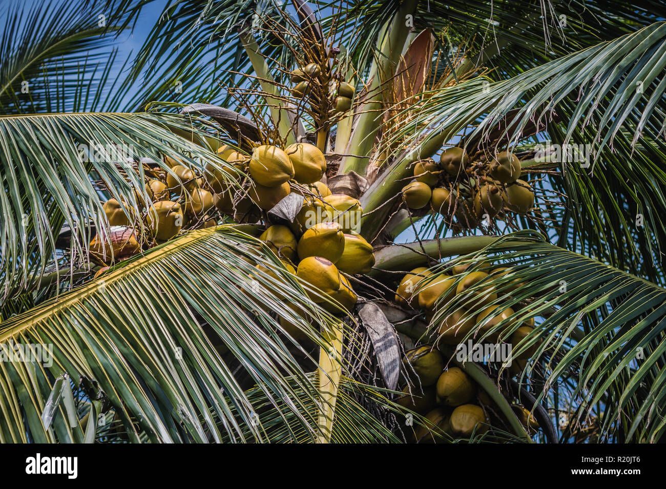 Cocus noten hi-res stock photography and images - Alamy