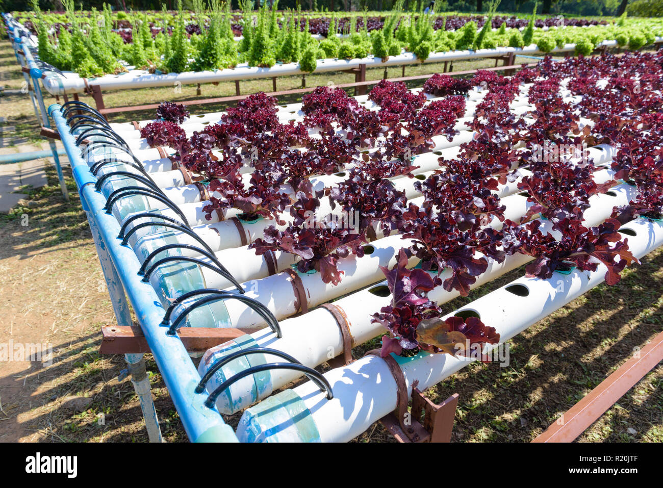 Vegetables growing with Hydroponic Gardening System. Hydroponic growing ...