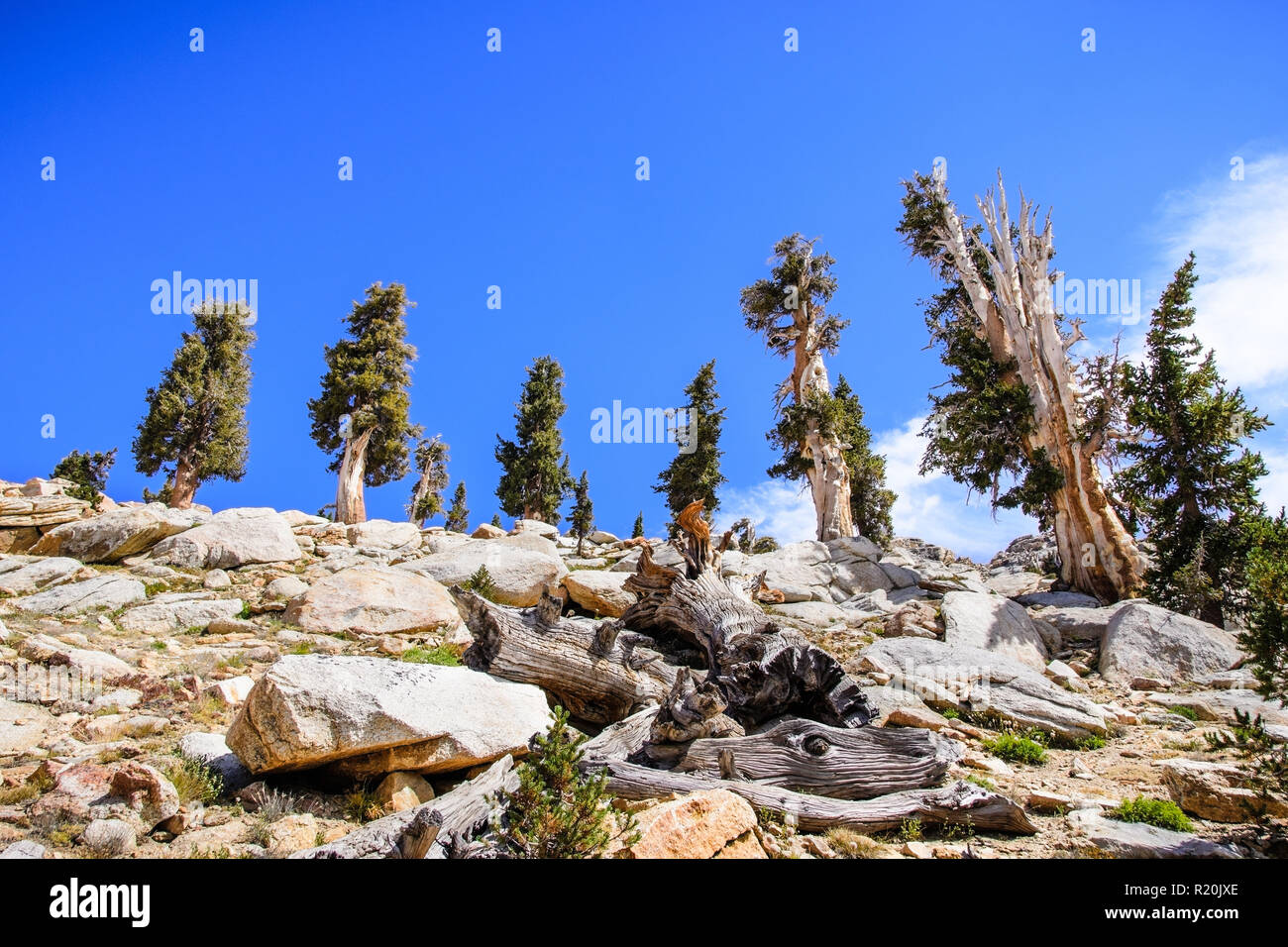 Juniper trees growing at high altitude on the rocky slopes of the ...