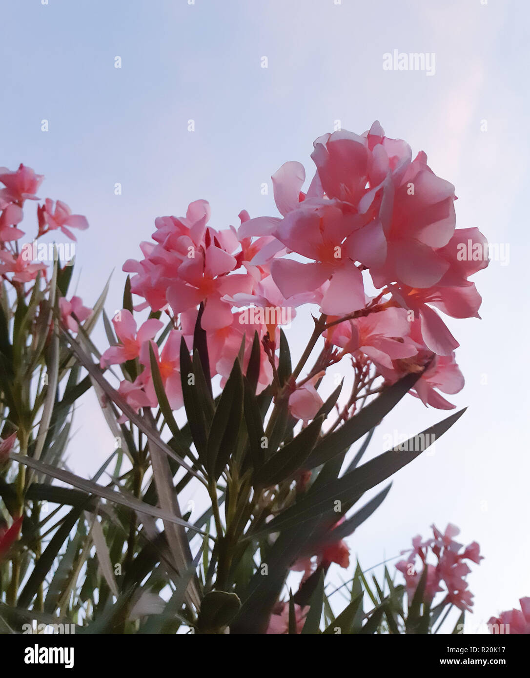 Blue Oleander Flower