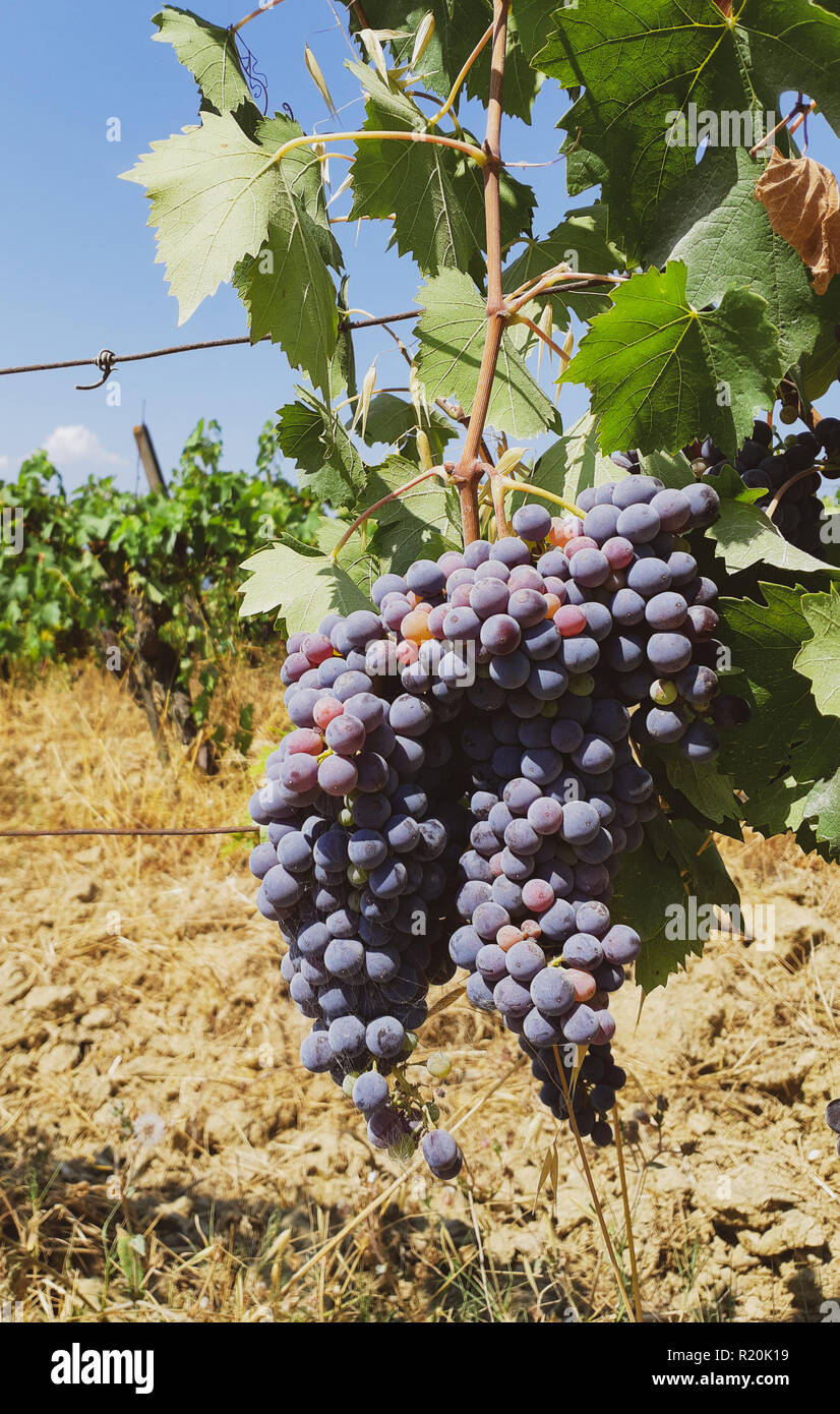Red vine grapes ready to harvest hi-res stock photography and images ...