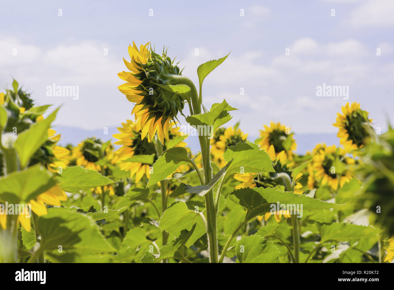 Beautiful sunflower garden, field of blooming sunflowers Stock Photo ...