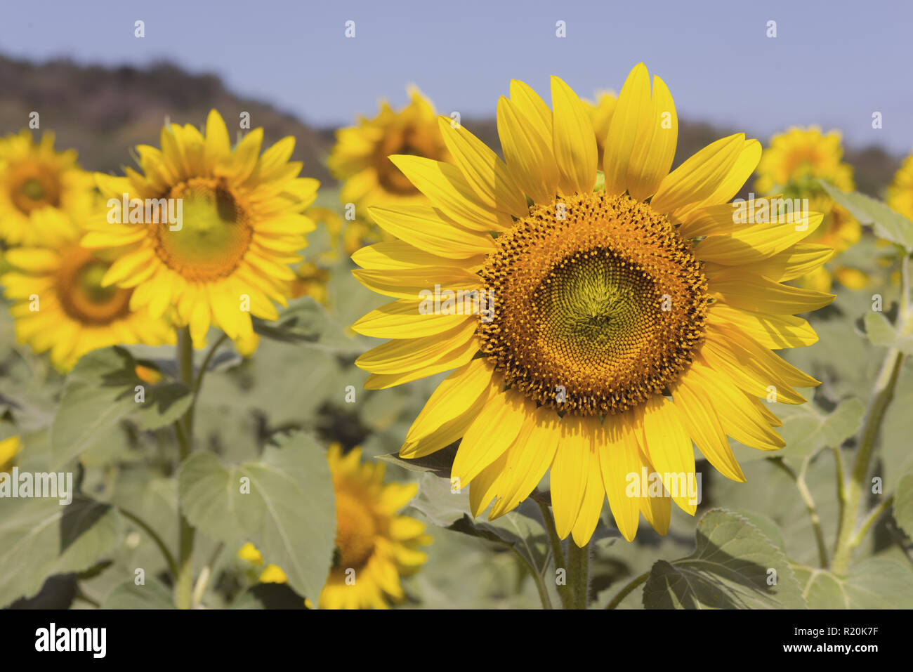 Beautiful sunflower garden, field of blooming sunflowers Stock Photo ...