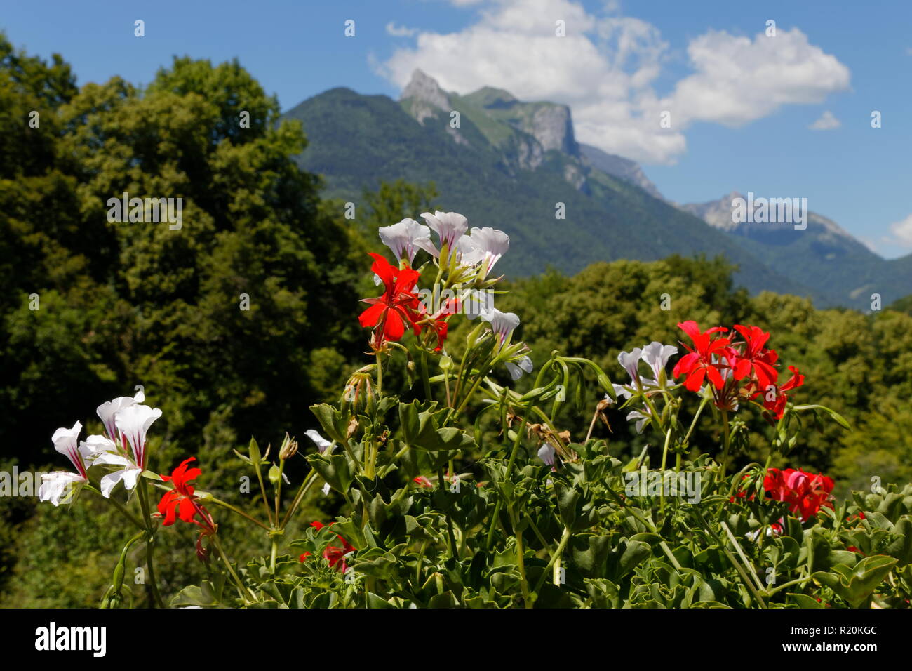 Red and white geraniums against alpine mountains and blue sky with ...