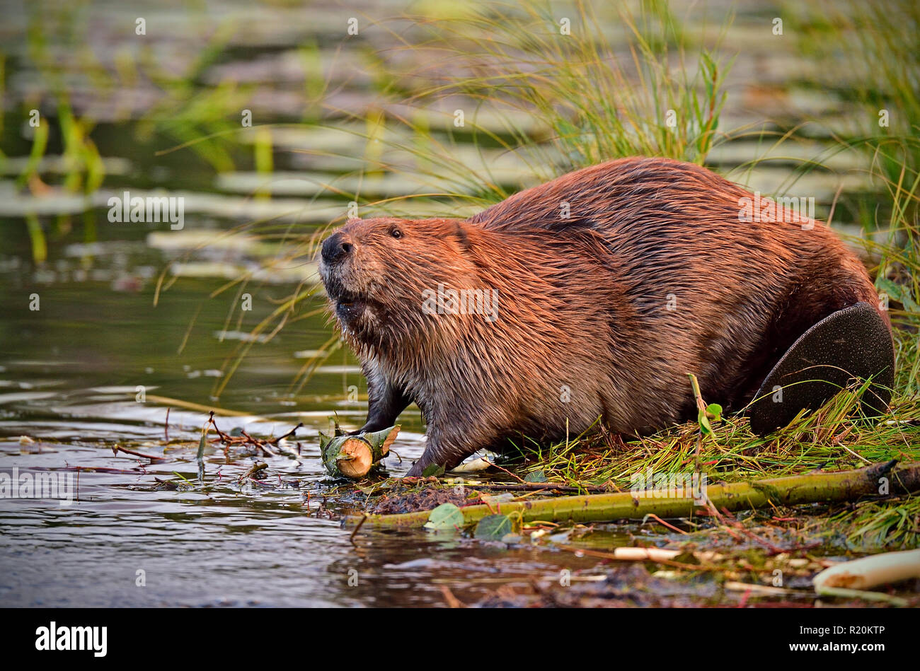A wild adult beaver "Castor canadensis", on the shore of his beaver ...
