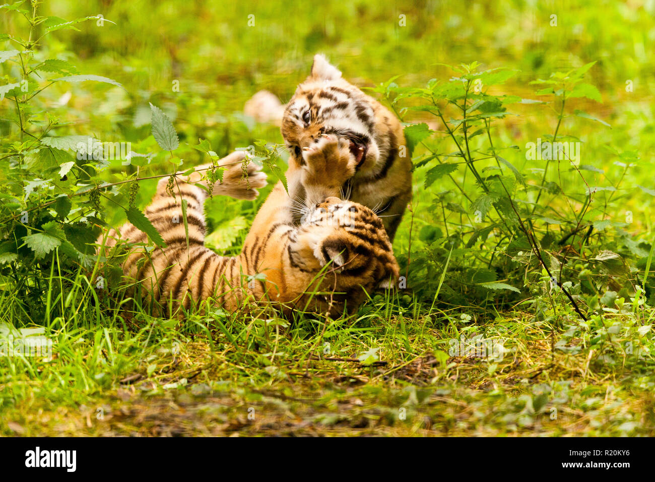 Tiger Cubs Fighting High Resolution Stock Photography and Images - Alamy