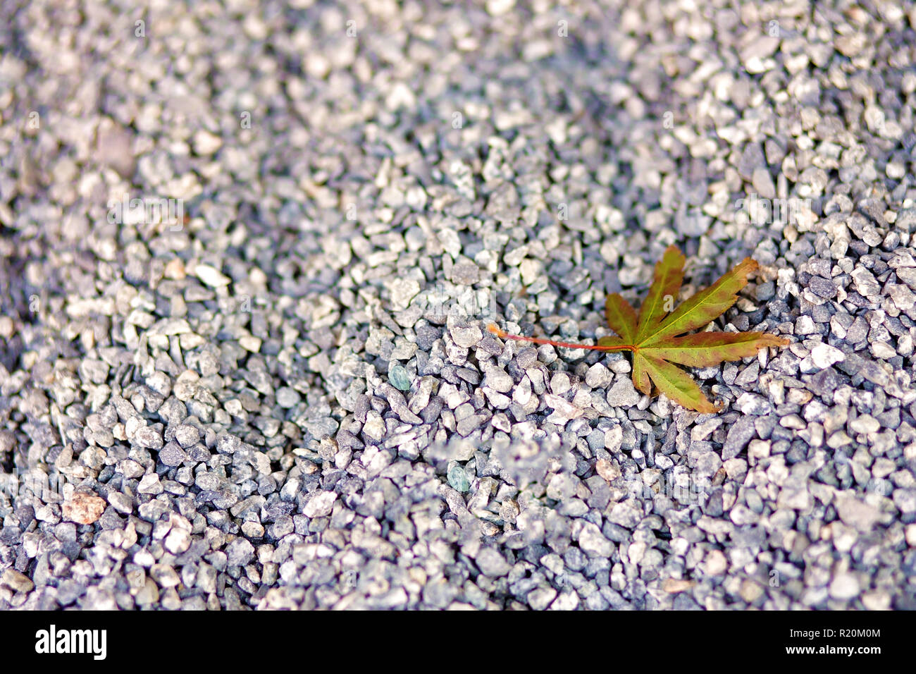Japanese Maple Leaf on Trop of a Rock Garden Stock Photo - Alamy