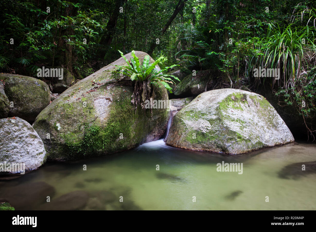 Mossman Gorge, North Queensland, Australia Stock Photo - Alamy