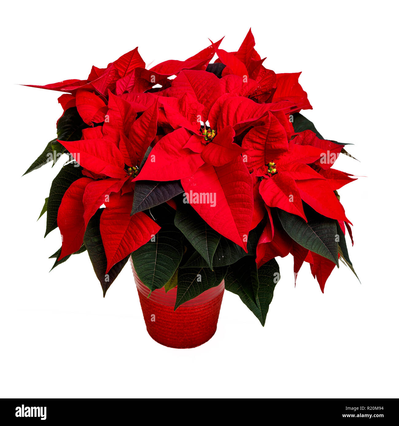 Red star plant Cut Out Stock Images & Pictures - Alamy