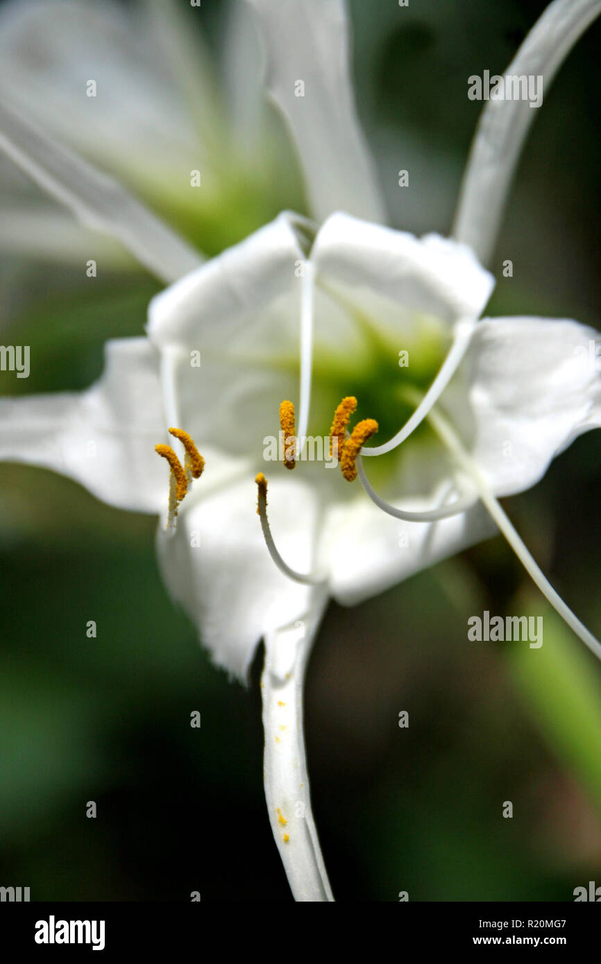 PUre white bulb flower open close up stamen Stock Photo - Alamy