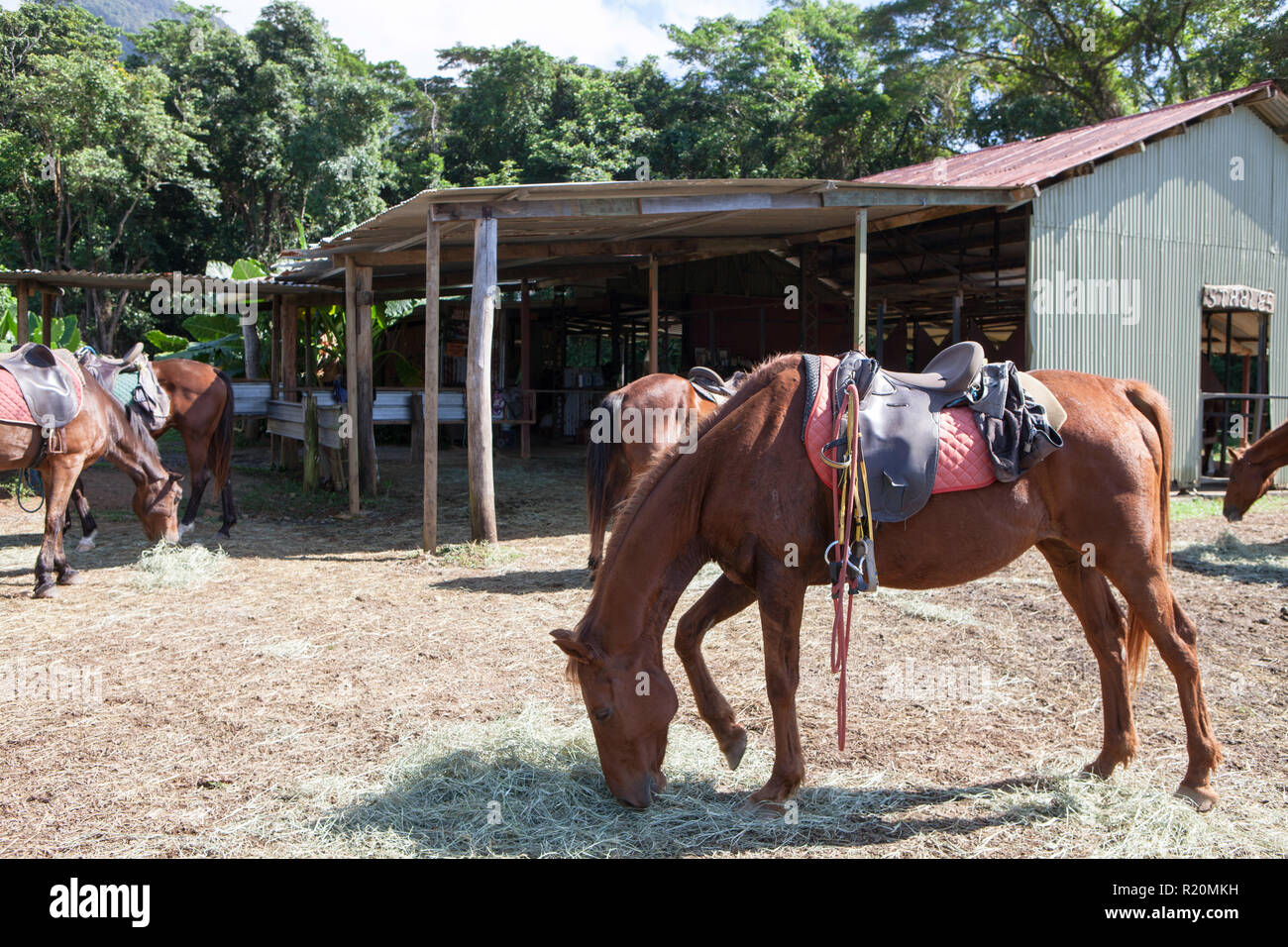 Horse Riding, Cape Tribulation, Queensland, Australia Stock Photo - Alamy