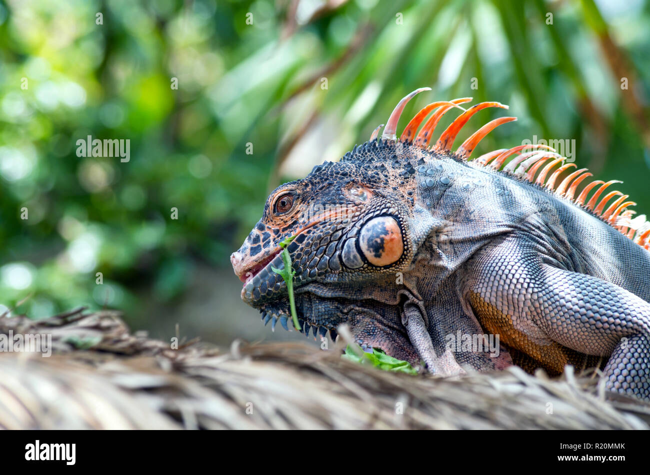 An iguana on display at the HEB Caribbean Sea exhibit.Texas State ...