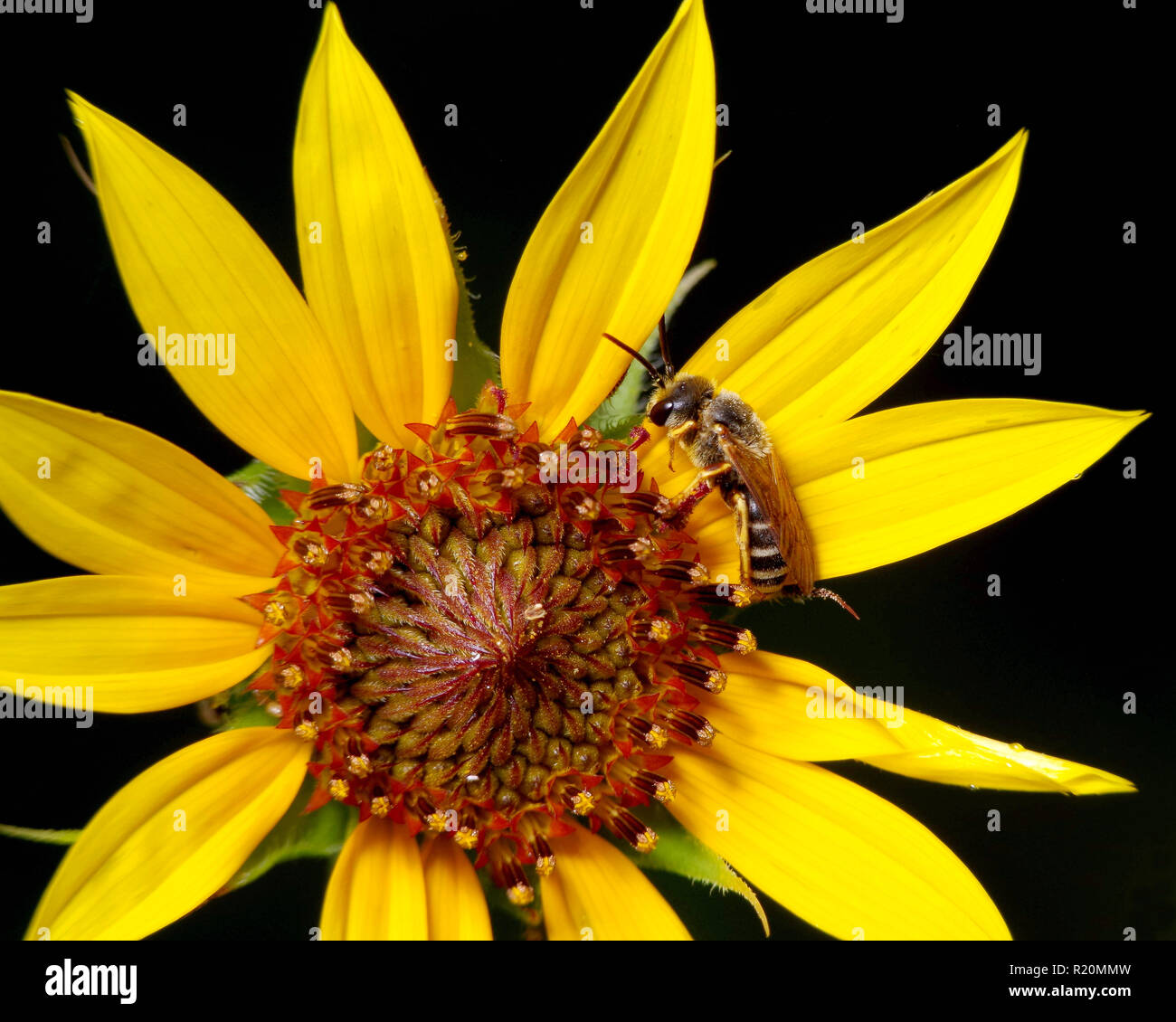 Texas native wildlife hi-res stock photography and images - Alamy