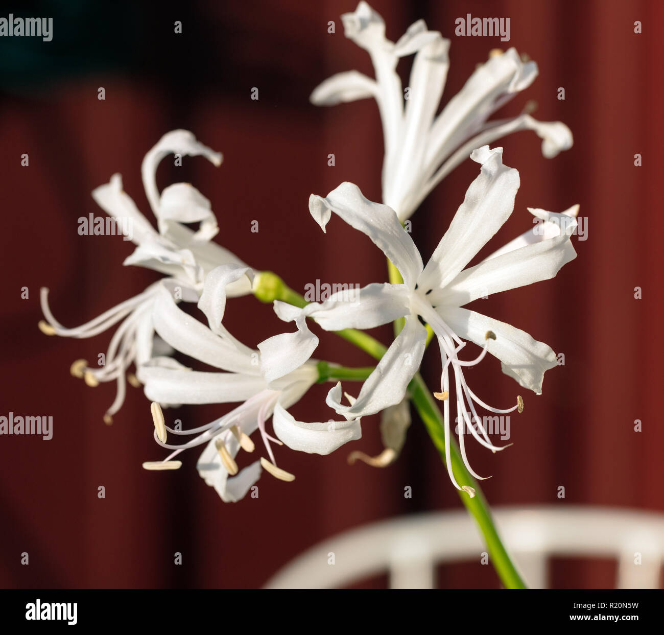 'Alba' Cornish lily, Nymflilja (Nerine Bowdenii Stock Photo - Alamy