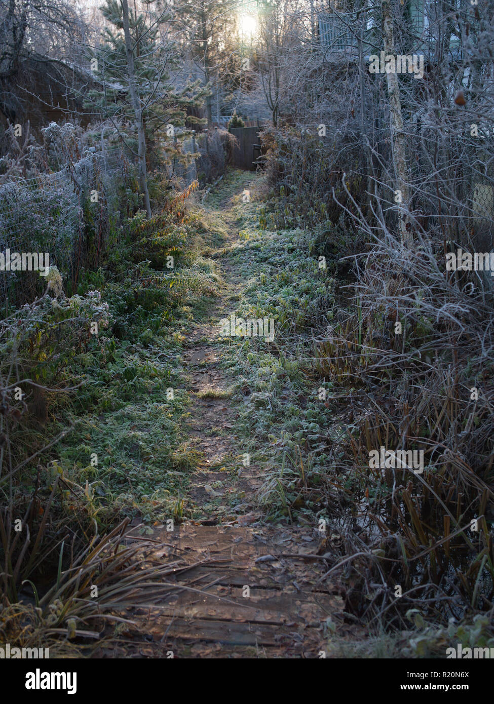 First frost in autumn and a sun rising, vertical composition Stock ...
