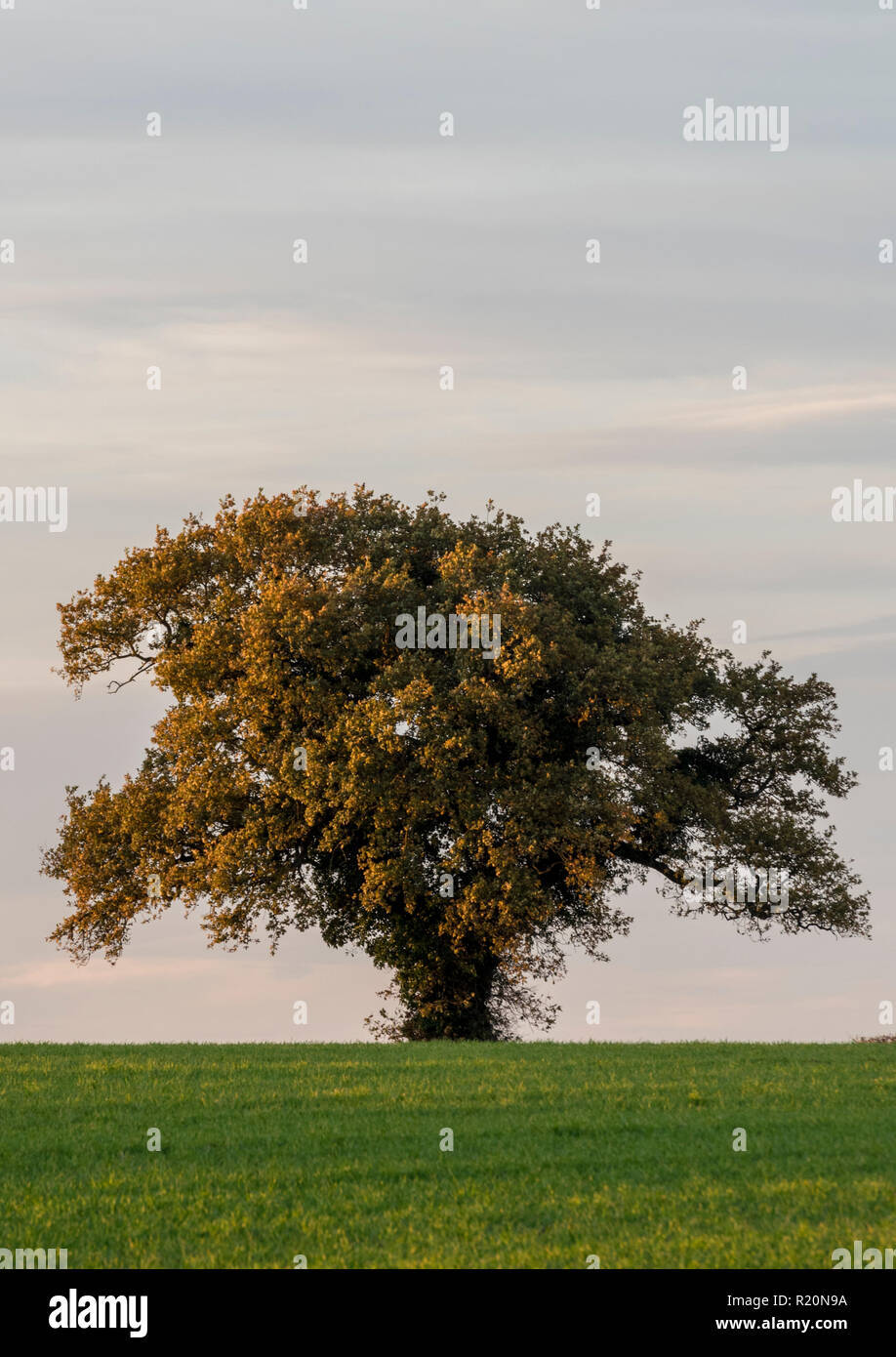 Lone oak tree on horizon hi-res stock photography and images - Alamy