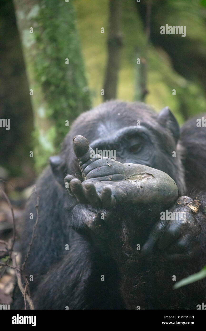Chimpanzees grooming hi-res stock photography and images - Alamy