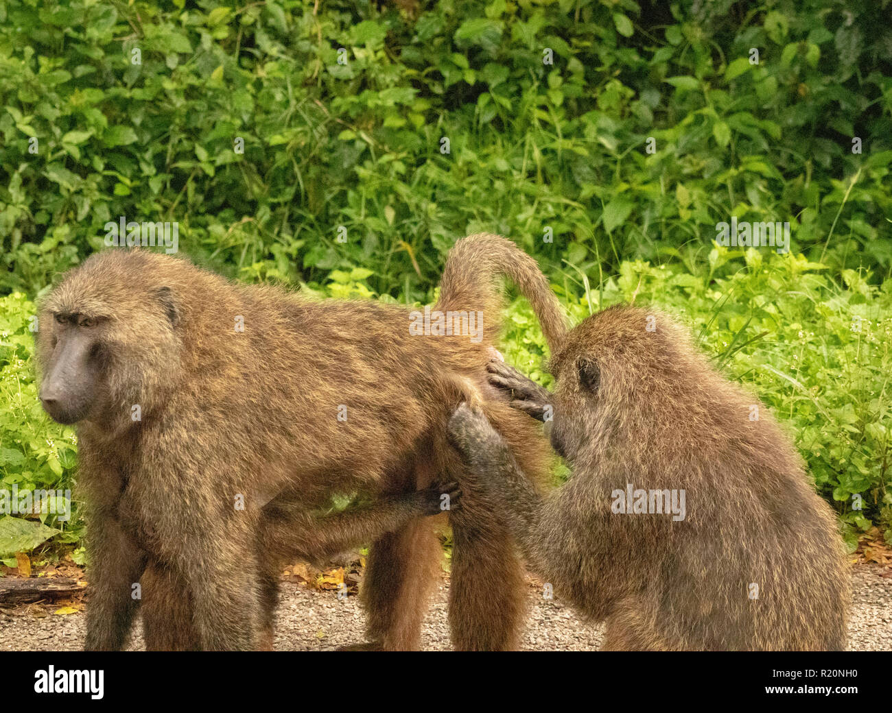 Male baboon groom female hi-res stock photography and images - Alamy