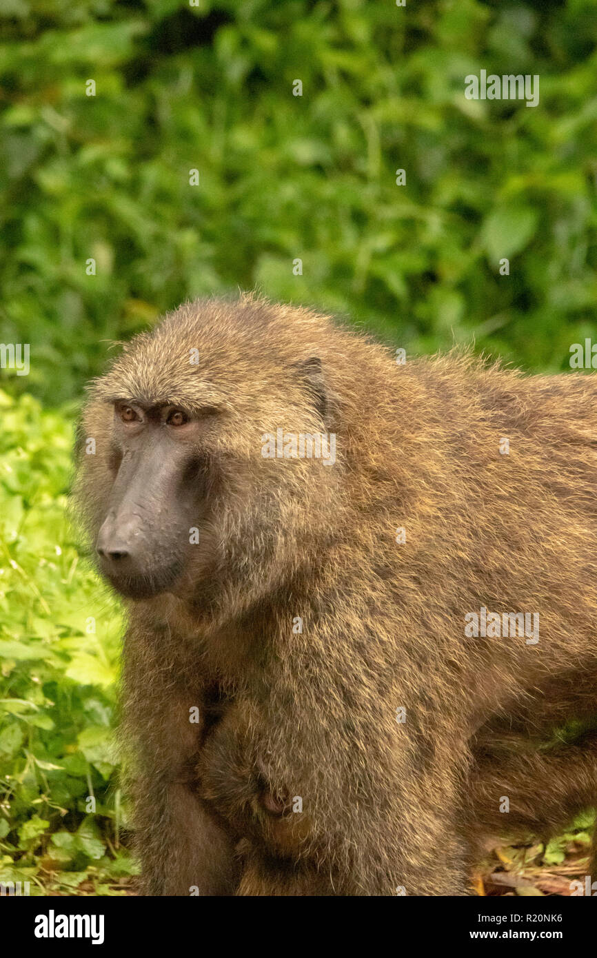 National animal of uganda hi-res stock photography and images - Alamy