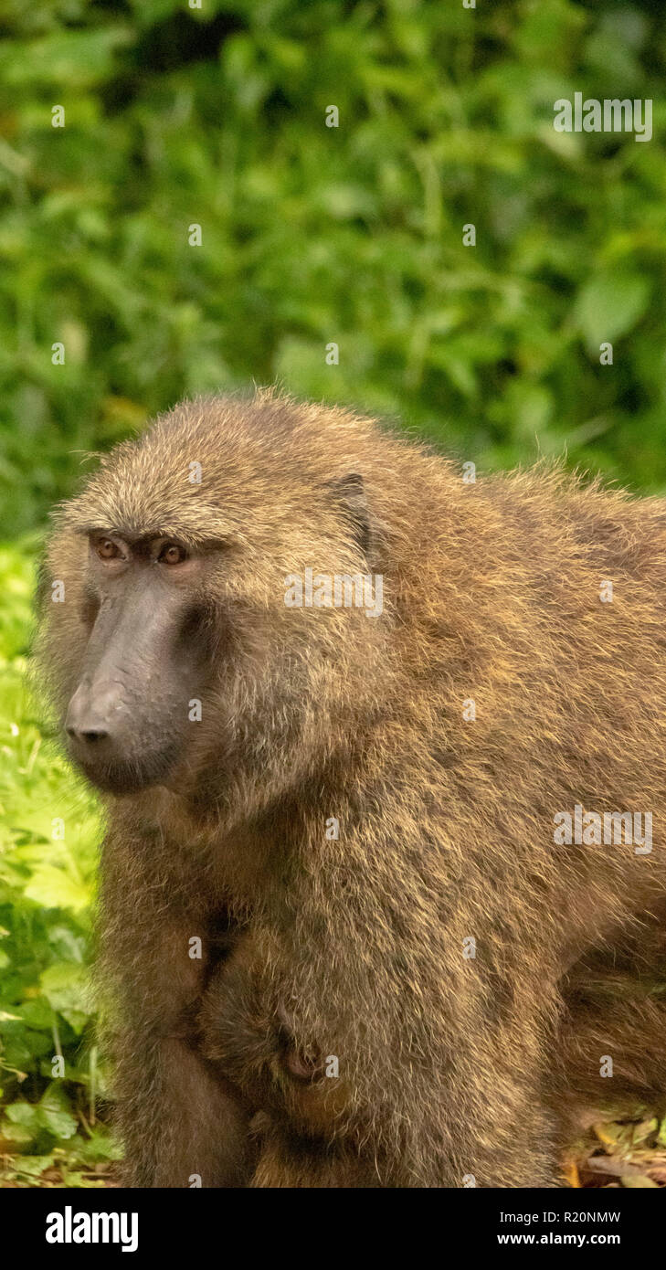 National animal of uganda hi-res stock photography and images - Alamy