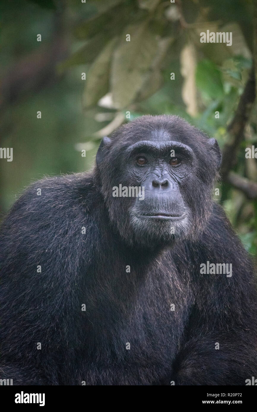 Chimpanzee head and shoulders hi-res stock photography and images - Alamy