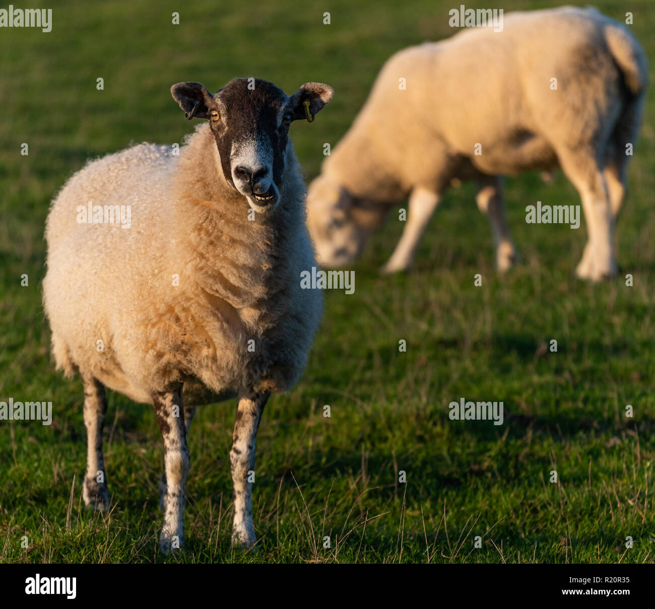 Chewing sheep hi-res stock photography and images - Alamy