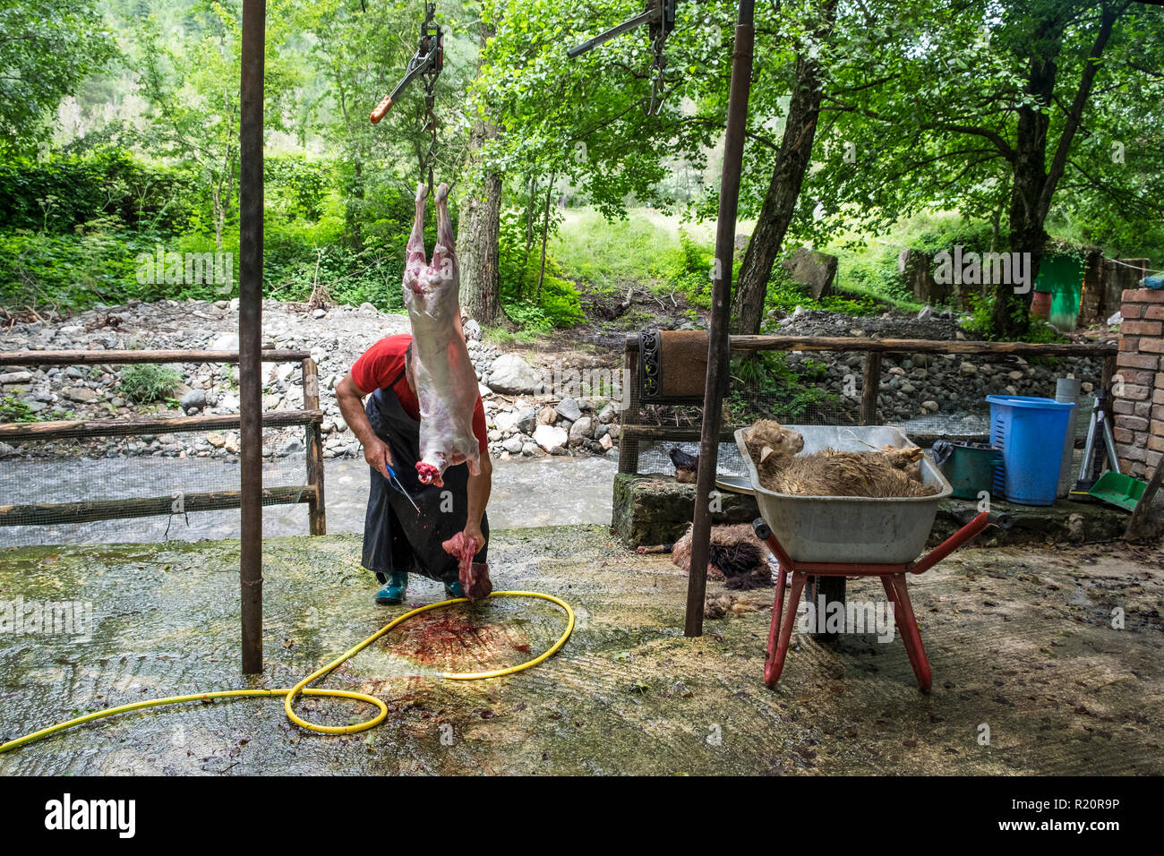 Butchering sheep hi-res stock photography and images - Alamy