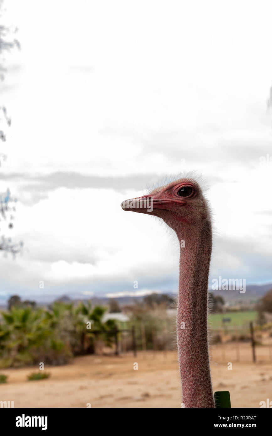 Common Ostrich at Safari Ostrich Farm, Oudtshoorn, South Africa Stock ...