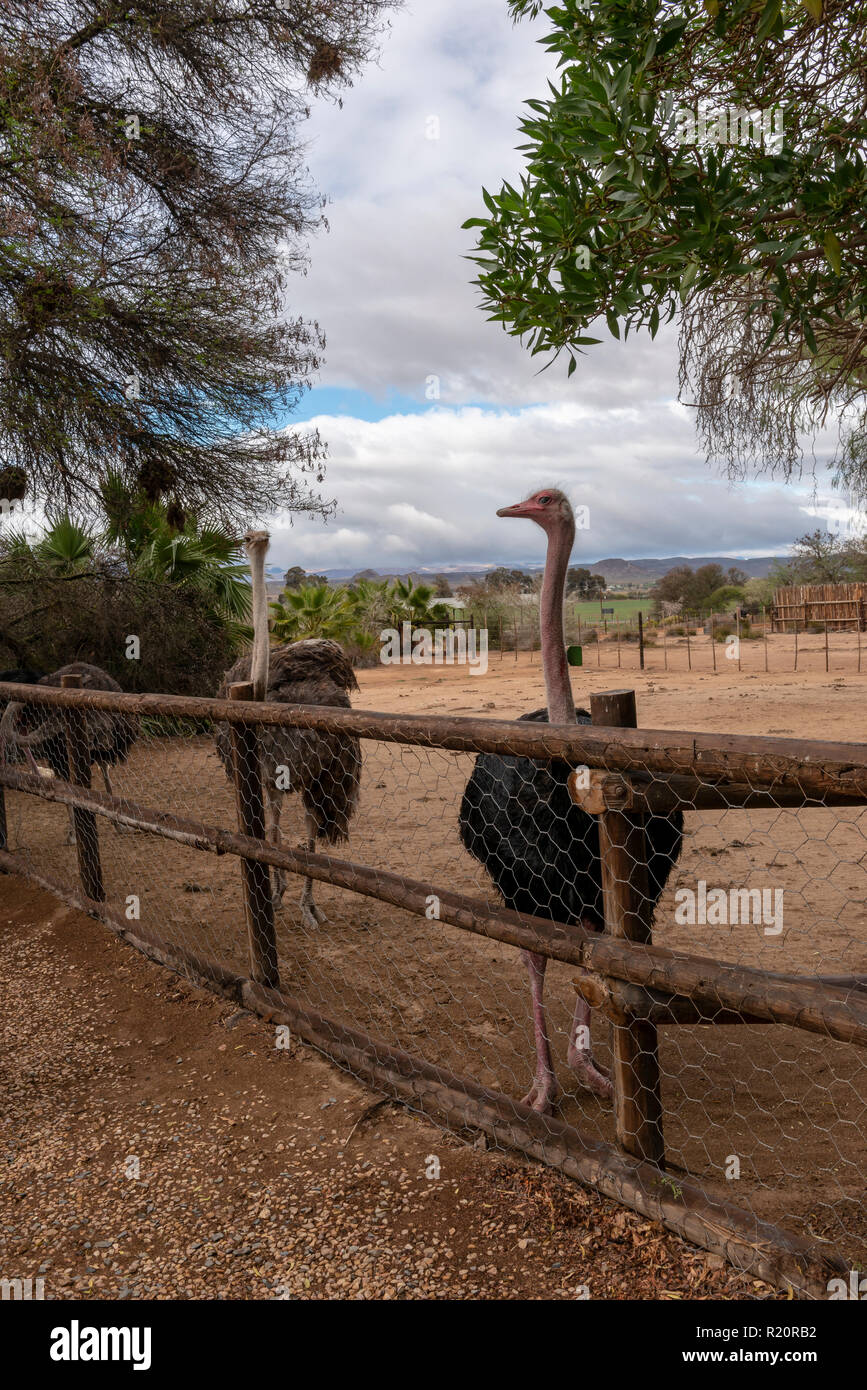 Common Ostrich at Safari Ostrich Farm, Oudtshoorn, South Africa Stock ...