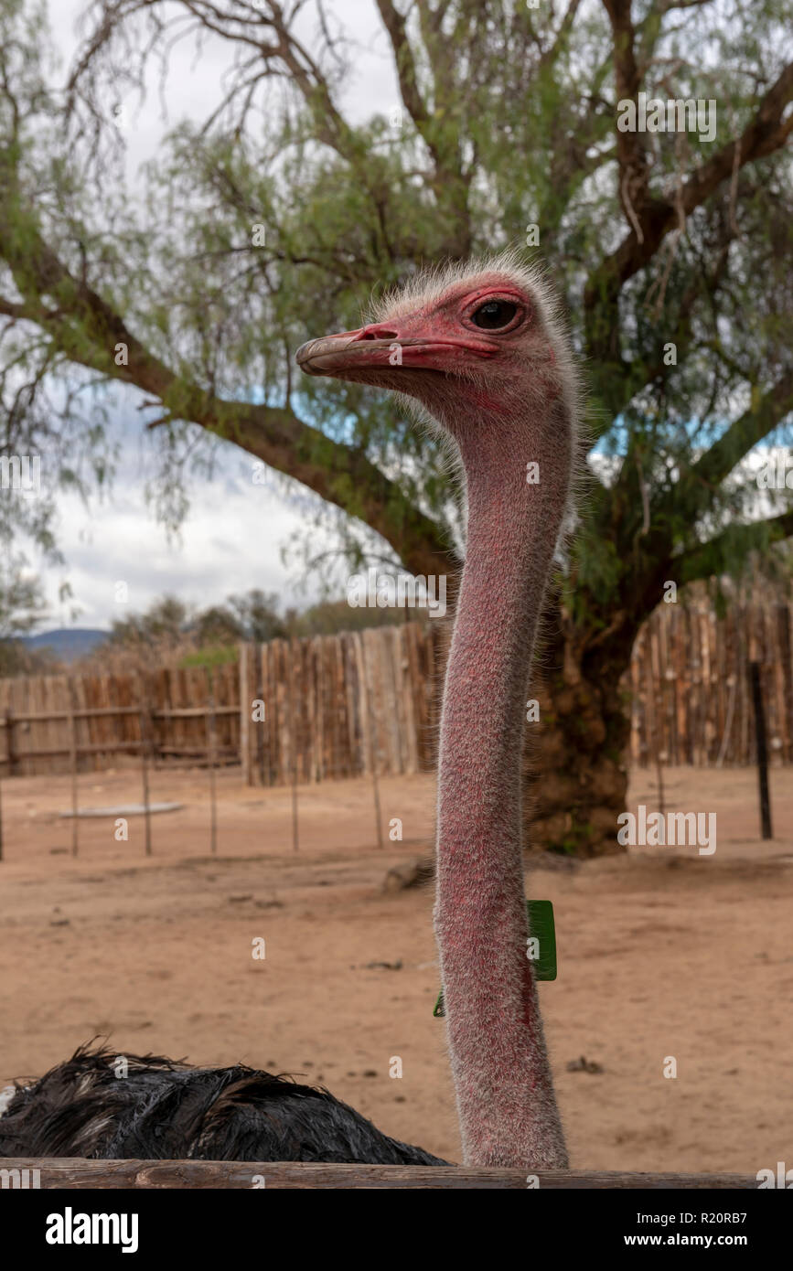 Common Ostrich at Safari Ostrich Farm, Oudtshoorn, South Africa Stock ...