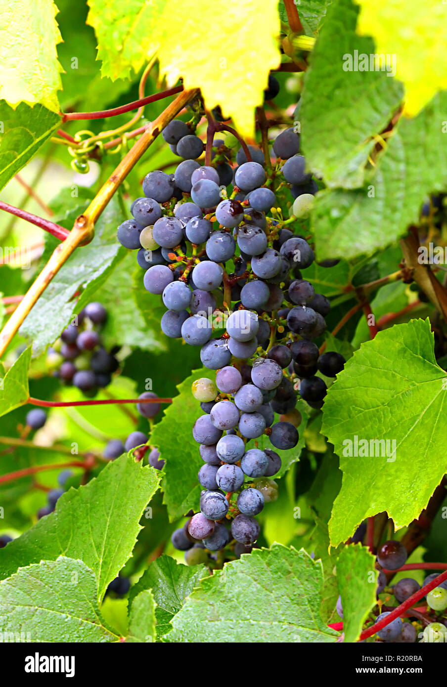 Clusters of dark grapes hi-res stock photography and images - Alamy