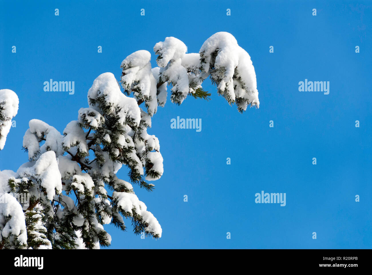 Taiga tree hi-res stock photography and images - Alamy