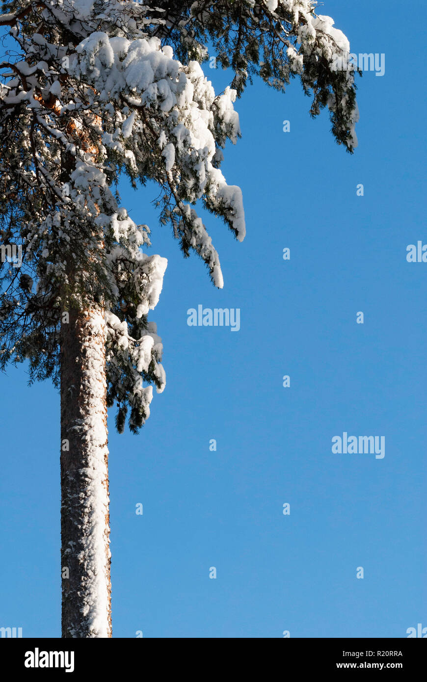 Snow covered pine tree Stock Photo - Alamy
