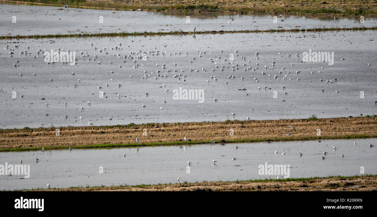Flooded rice plantation with large group of seagulls Stock Photo - Alamy