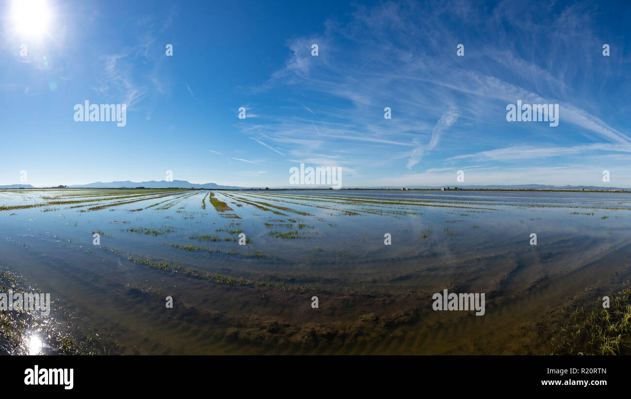 Huge rice field hi-res stock photography and images - Alamy