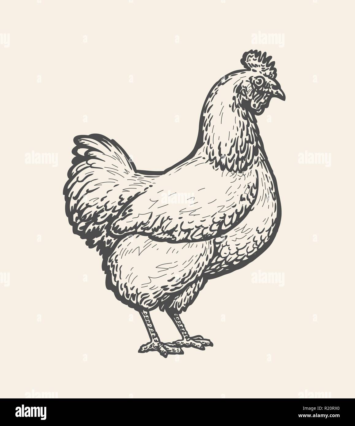 Chicken Illustration Vintage