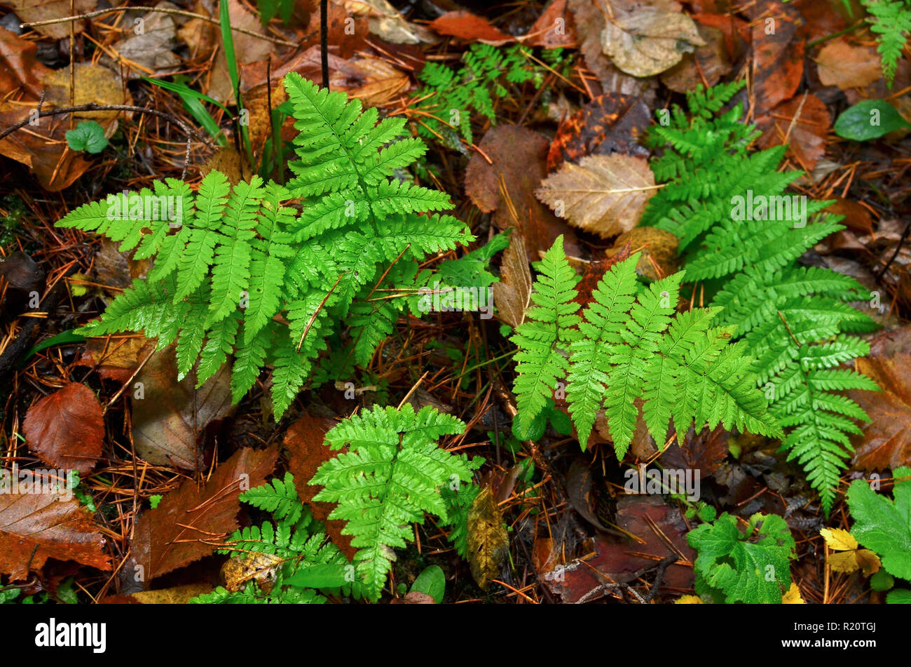 Green fern and fallen autumn leaves on the ground in the forest Stock ...