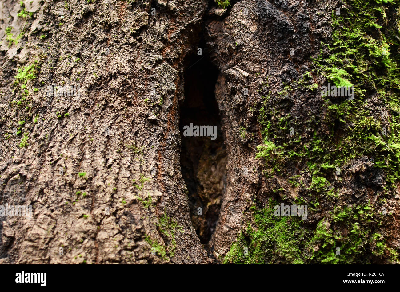 Hollow in a tree covered with moss. Tree background Stock Photo - Alamy