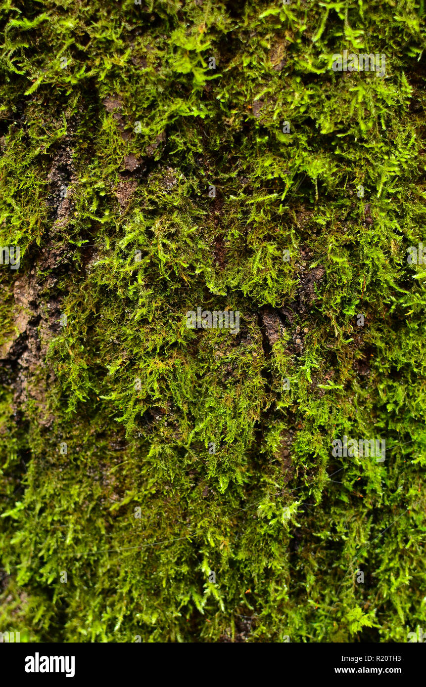 Tree bark covered with green moss. Tree background Stock Photo - Alamy