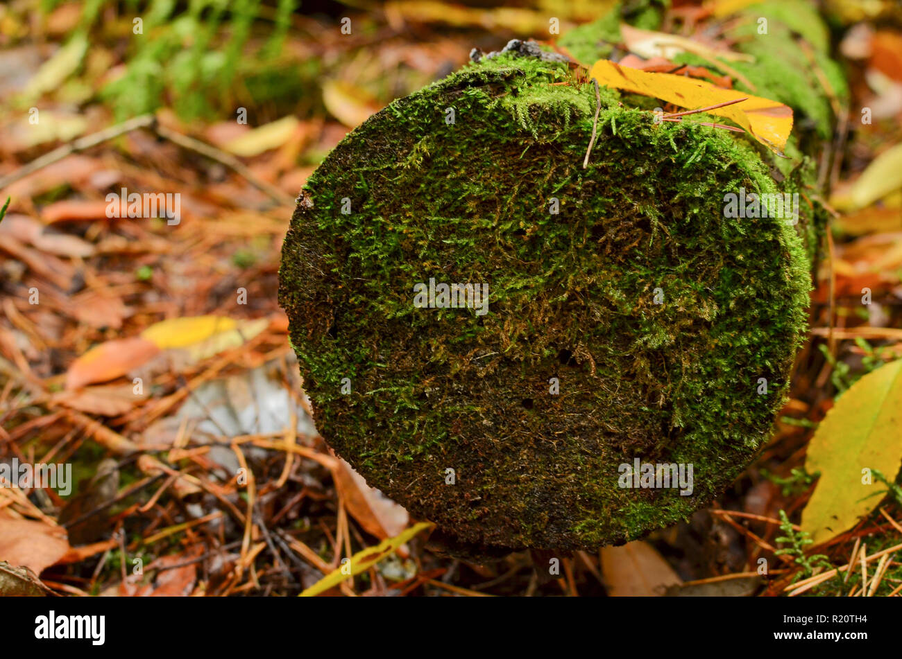Moss-covered log on the ground in yellow fall foliage Stock Photo - Alamy